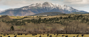 Ranch Raised Beef | Tin Cup Ranch